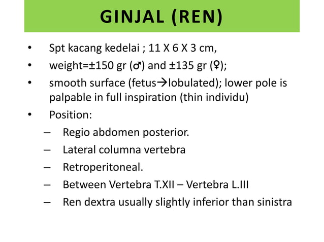 Histology of The Genitourinary System PDF | PPT
