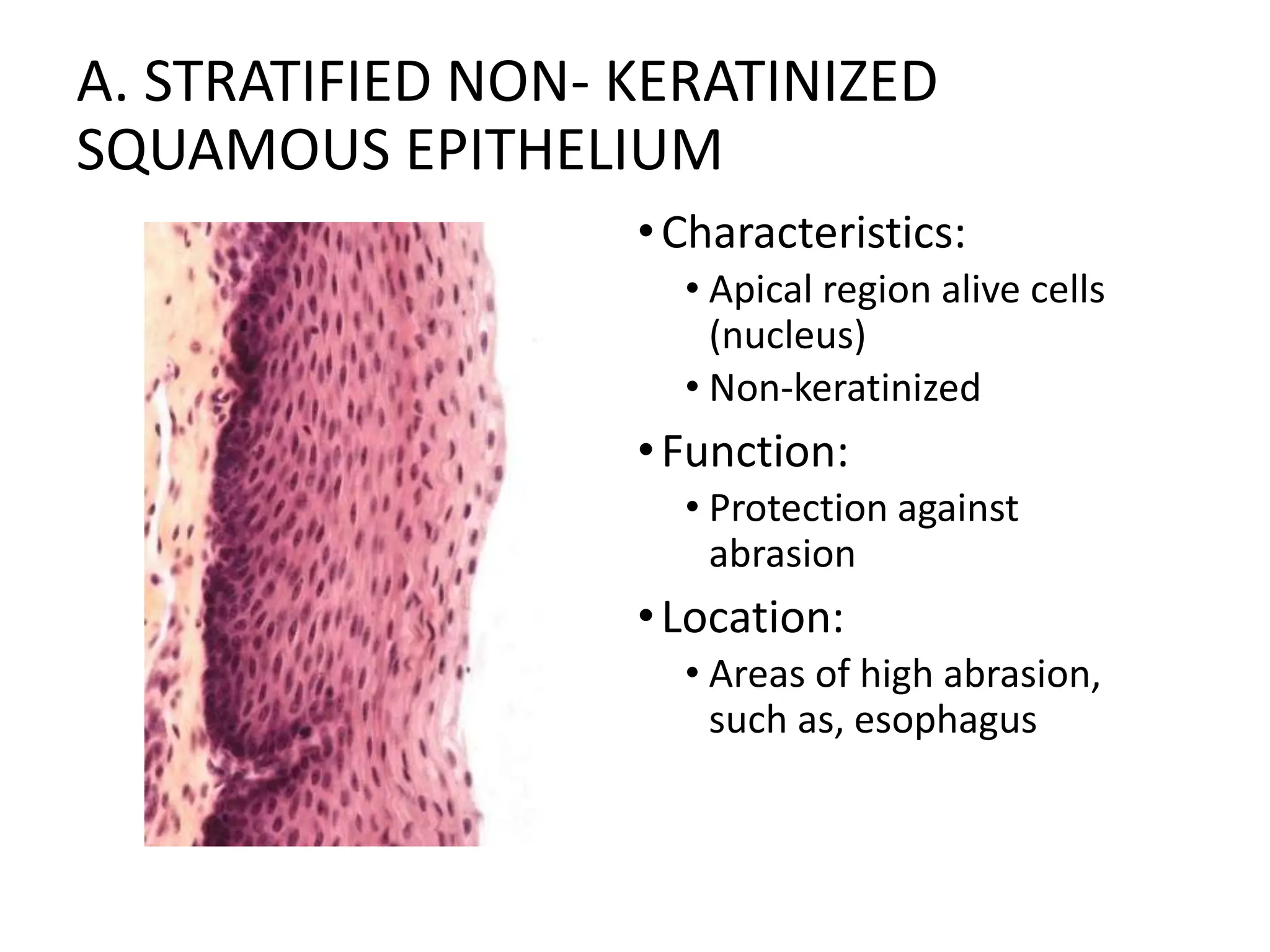 3.+Tissuesanatomy-Instructor+%281%29.pptx