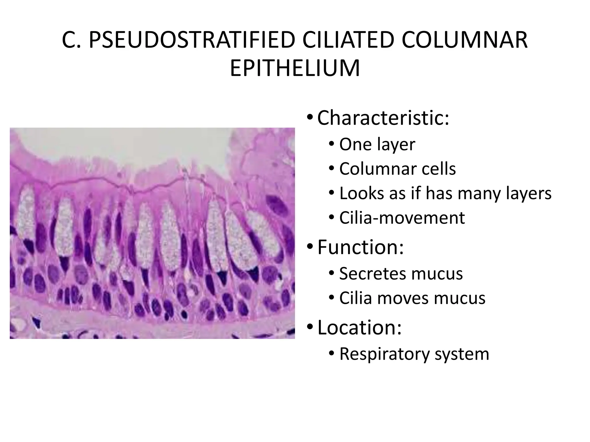 3.+Tissuesanatomy-Instructor+%281%29.pptx
