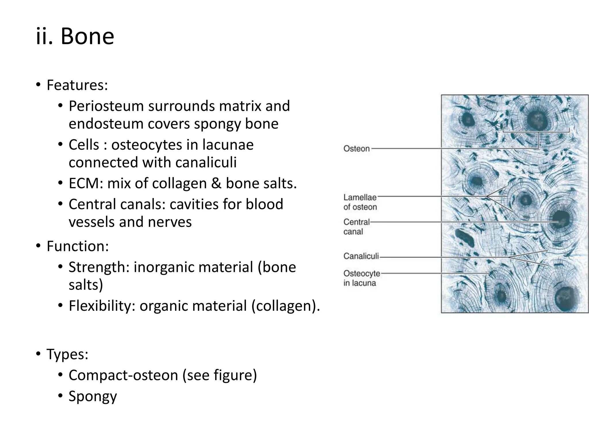 3.+Tissuesanatomy-Instructor+%281%29.pptx