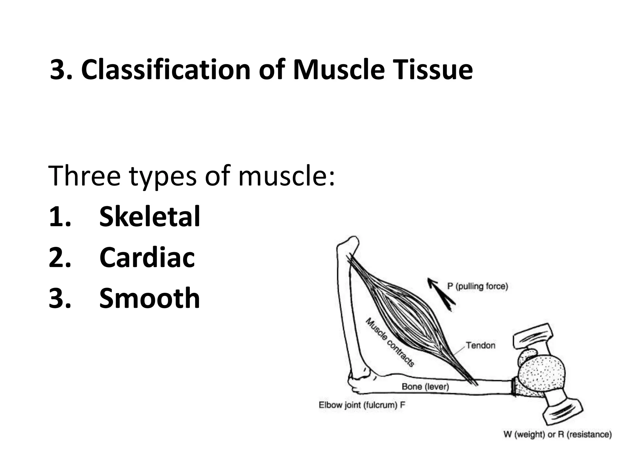 3.+Tissuesanatomy-Instructor+%281%29.pptx