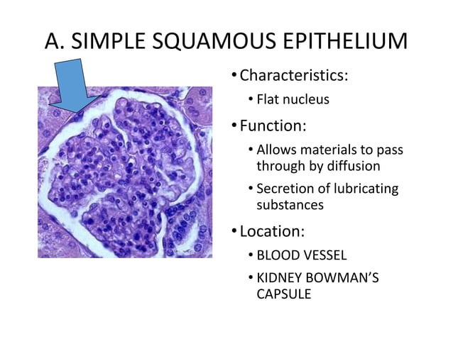 3.+Tissuesanatomy-Instructor+%281%29.pptx