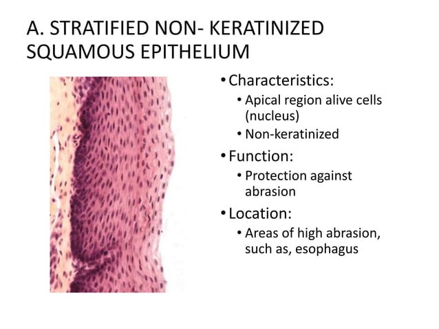 3.+Tissuesanatomy-Instructor+%281%29.pptx