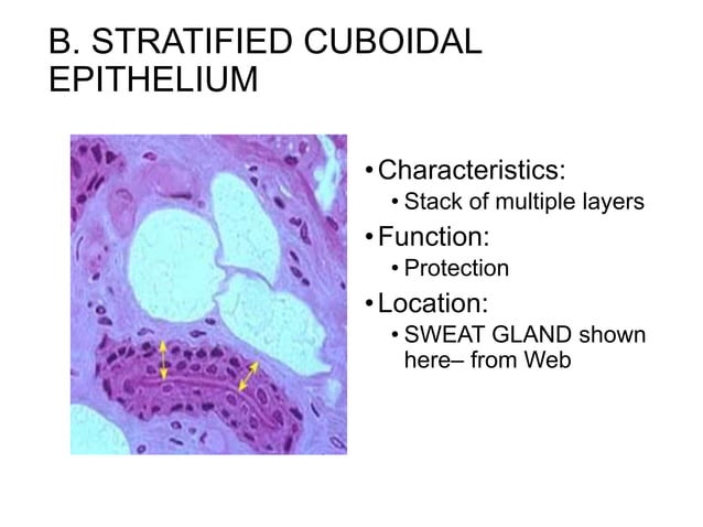 3.+Tissuesanatomy-Instructor+%281%29.pptx