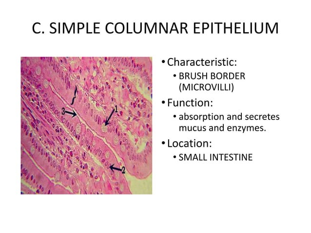 3.+Tissuesanatomy-Instructor+%281%29.pptx