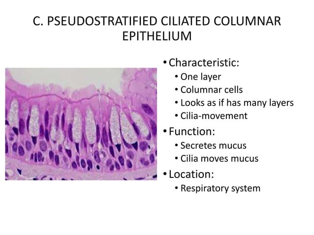 3.+Tissuesanatomy-Instructor+%281%29.pptx