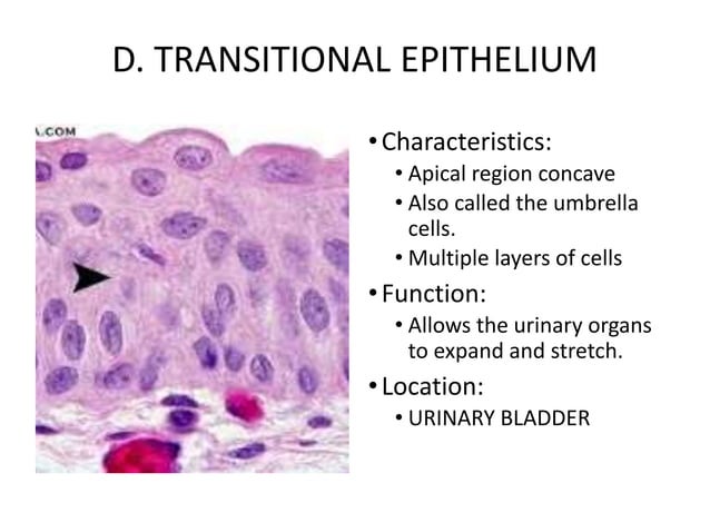 3.+Tissuesanatomy-Instructor+%281%29.pptx
