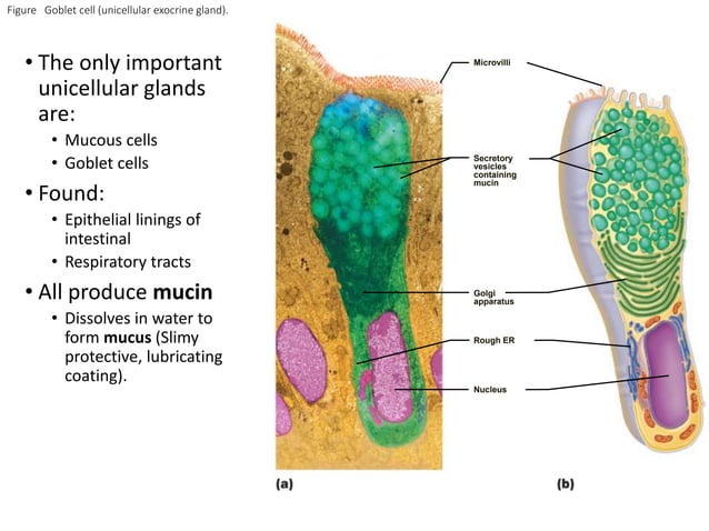 3.+Tissuesanatomy-Instructor+%281%29.pptx