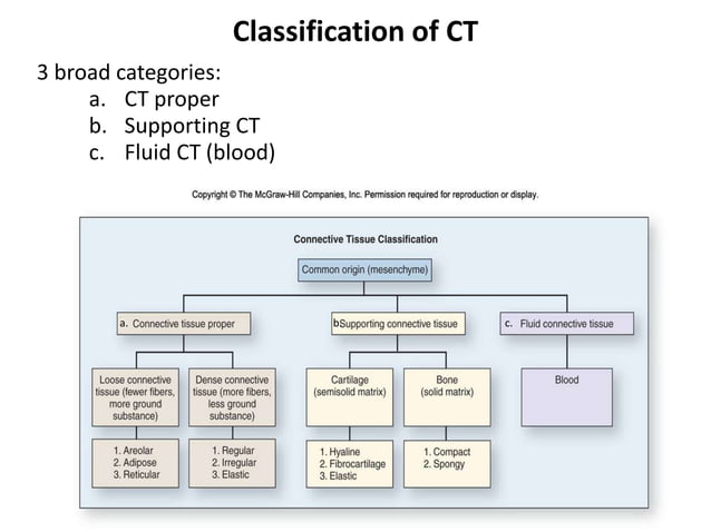 3.+Tissuesanatomy-Instructor+%281%29.pptx