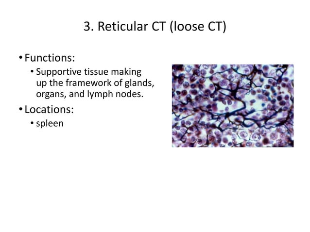 3.+Tissuesanatomy-Instructor+%281%29.pptx