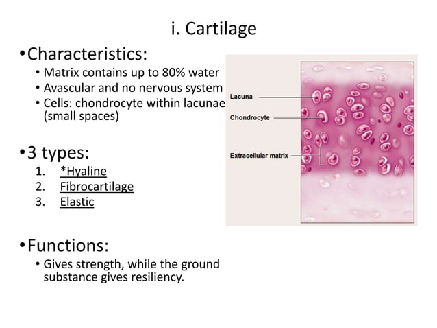 3.+Tissuesanatomy-Instructor+%281%29.pptx