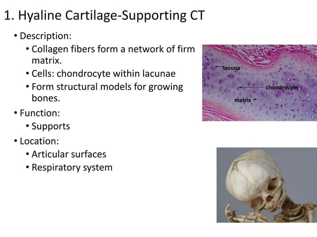 3.+Tissuesanatomy-Instructor+%281%29.pptx