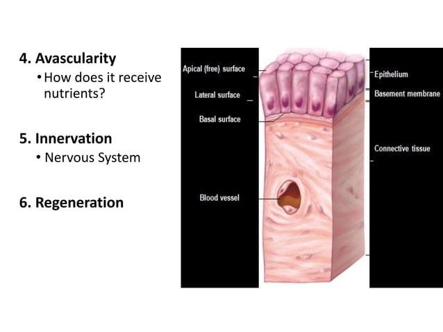 3.+Tissuesanatomy-Instructor+%281%29.pptx