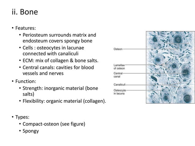 3.+Tissuesanatomy-Instructor+%281%29.pptx