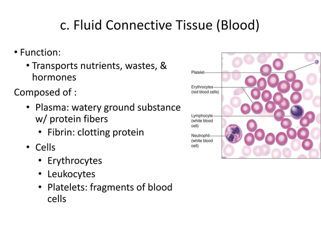 3.+Tissuesanatomy-Instructor+%281%29.pptx