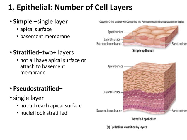 3.+Tissuesanatomy-Instructor+%281%29.pptx