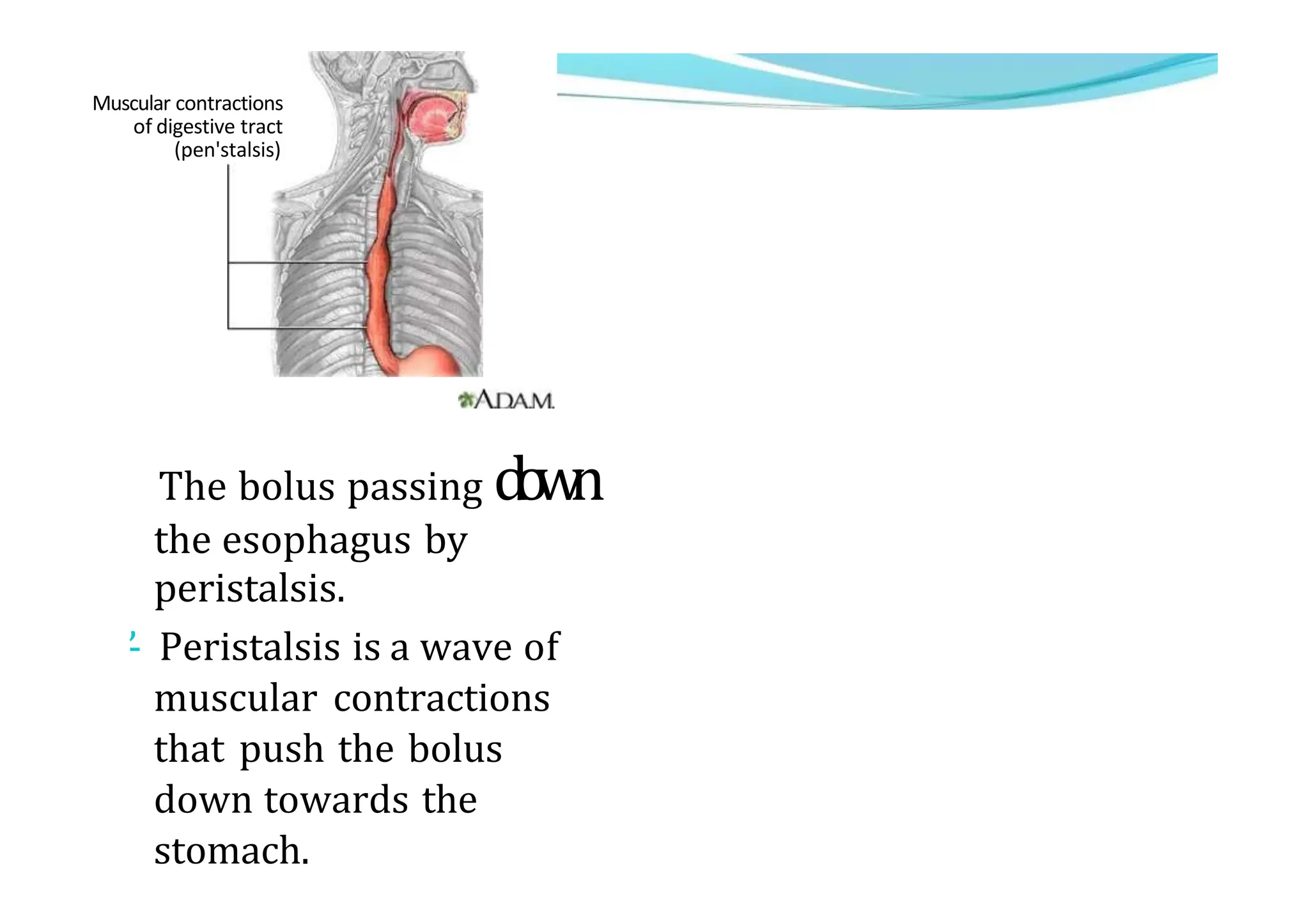 the digestive system with diagrams and labelling | PPTX