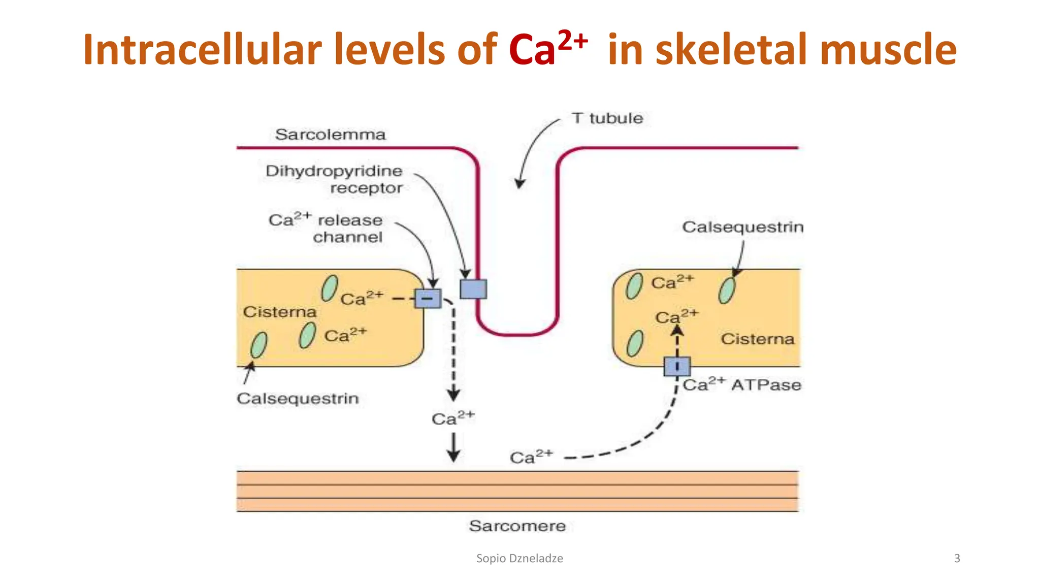 3. Calcium role in muscle contraction. Biochemistry | PPTX