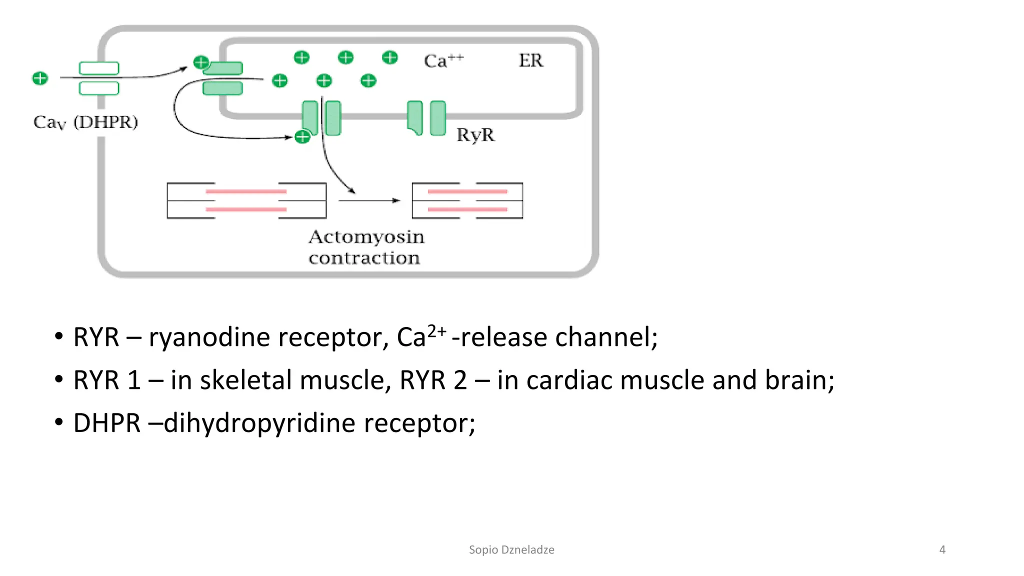 3. Calcium role in muscle contraction. Biochemistry | PPTX