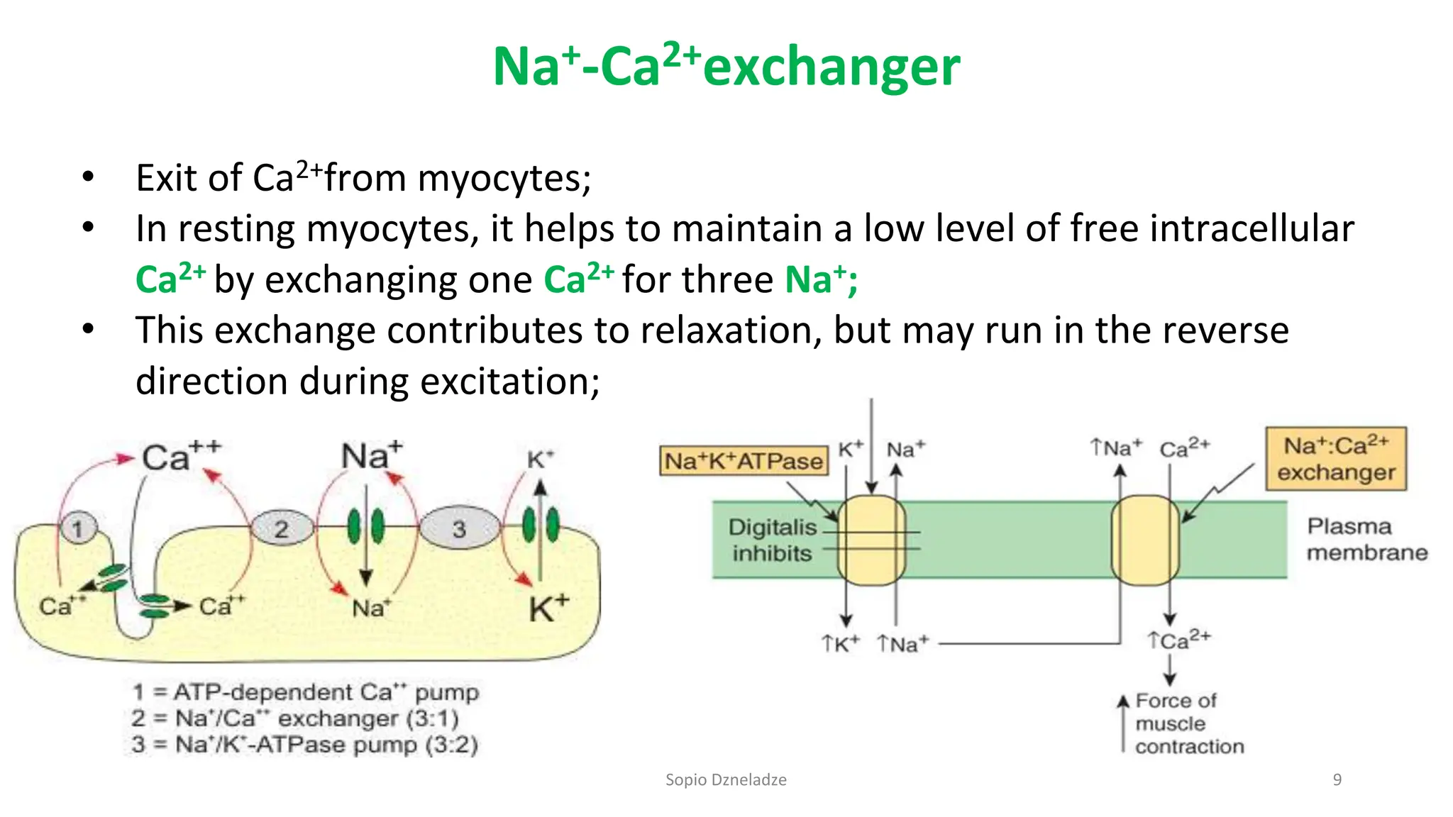 3. Calcium role in muscle contraction. Biochemistry | PPTX