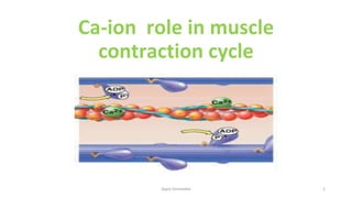 3. Calcium role in muscle contraction. Biochemistry | PPTX