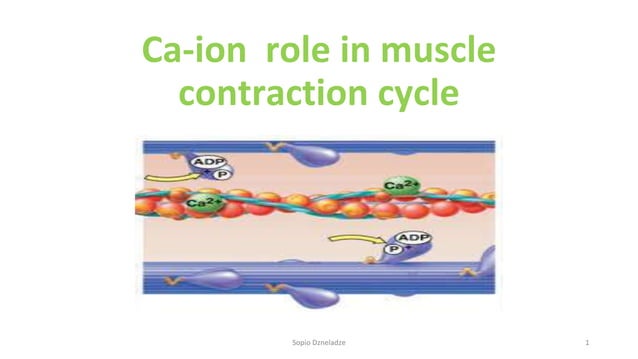 3. Calcium role in muscle contraction. Biochemistry | PPTX