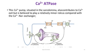 3. Calcium role in muscle contraction. Biochemistry | PPTX