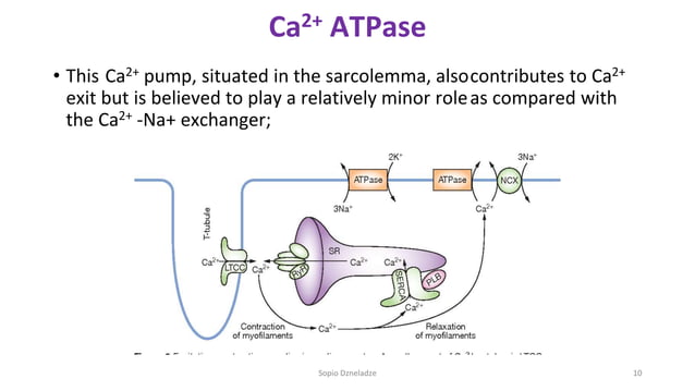 3. Calcium role in muscle contraction. Biochemistry | PPTX