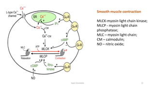 3. Calcium role in muscle contraction. Biochemistry | PPTX
