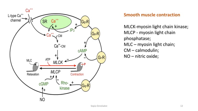 3. Calcium role in muscle contraction. Biochemistry | PPTX