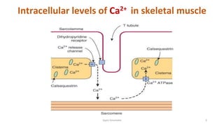 3. Calcium role in muscle contraction. Biochemistry | PPTX