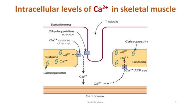 3. Calcium role in muscle contraction. Biochemistry | PPTX