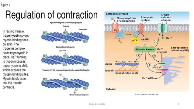 3. Calcium role in muscle contraction. Biochemistry | PPTX