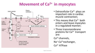 3. Calcium role in muscle contraction. Biochemistry | PPTX
