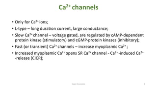 3. Calcium role in muscle contraction. Biochemistry | PPTX