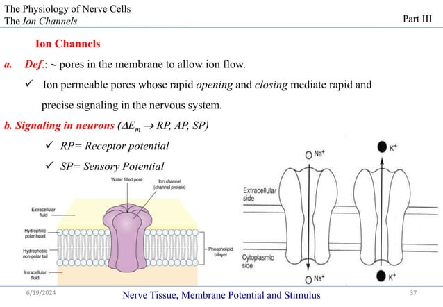 3. Nurve Tissue Membrane Potential and Stimulus.pptx