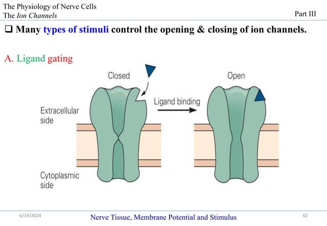 3. Nurve Tissue Membrane Potential and Stimulus.pptx