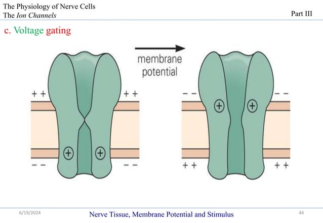 3. Nurve Tissue Membrane Potential and Stimulus.pptx