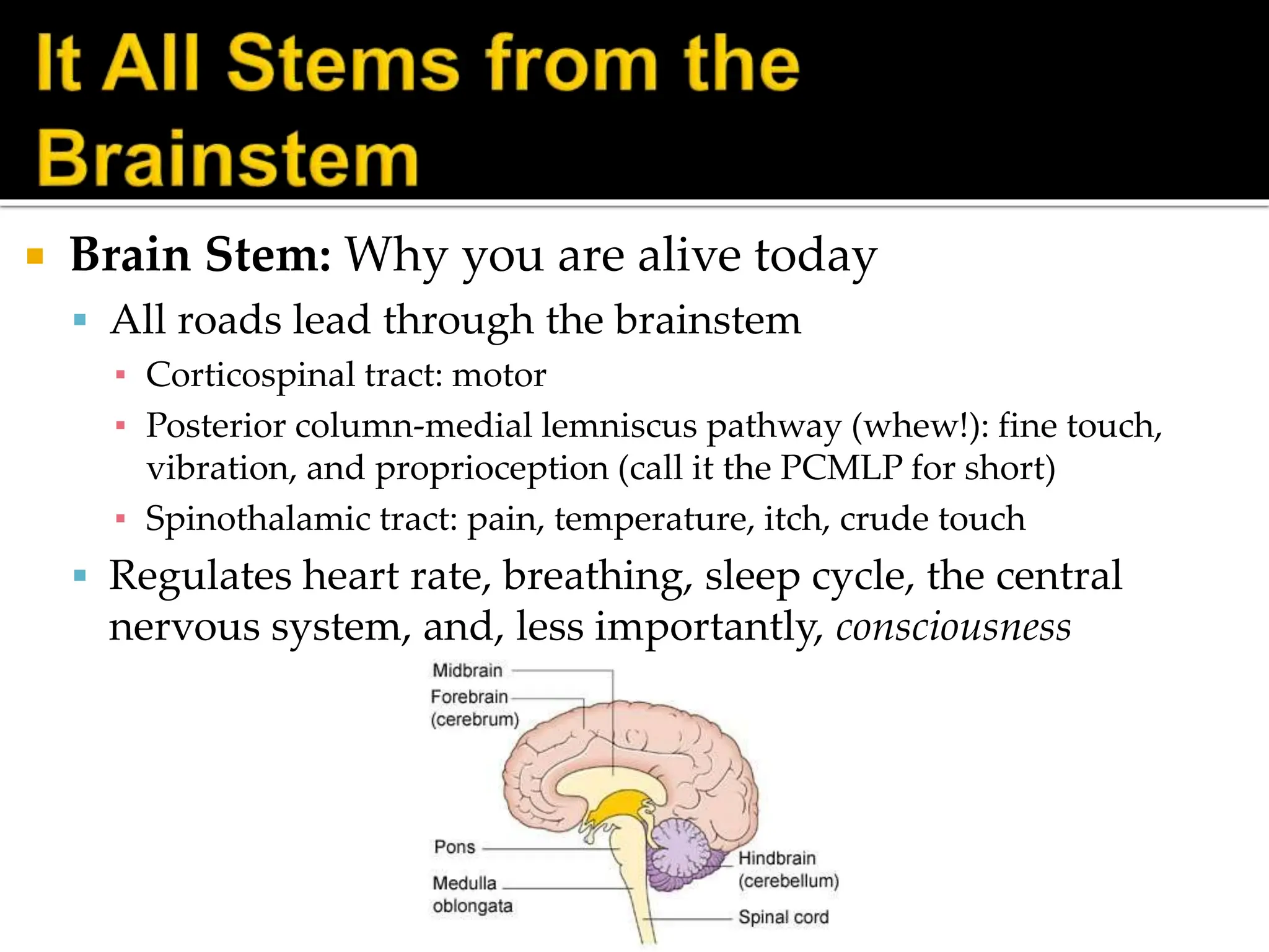 IB Psychology The Biological Level of Analysis.pptx