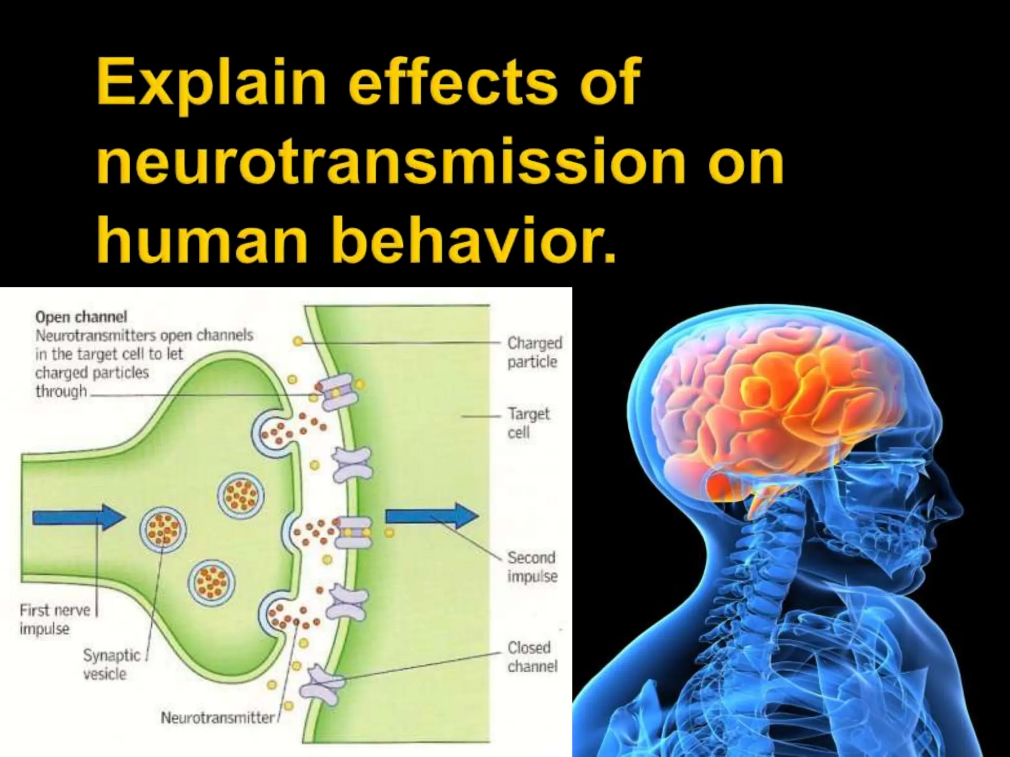 IB Psychology The Biological Level of Analysis.pptx