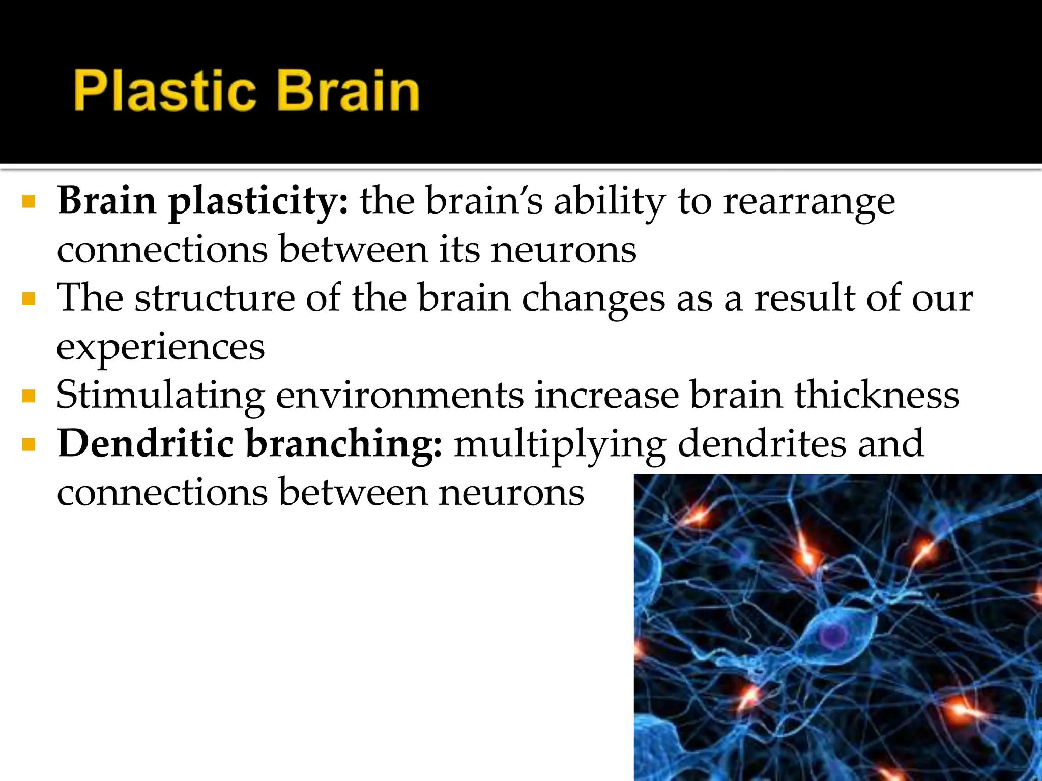 IB Psychology The Biological Level of Analysis.pptx