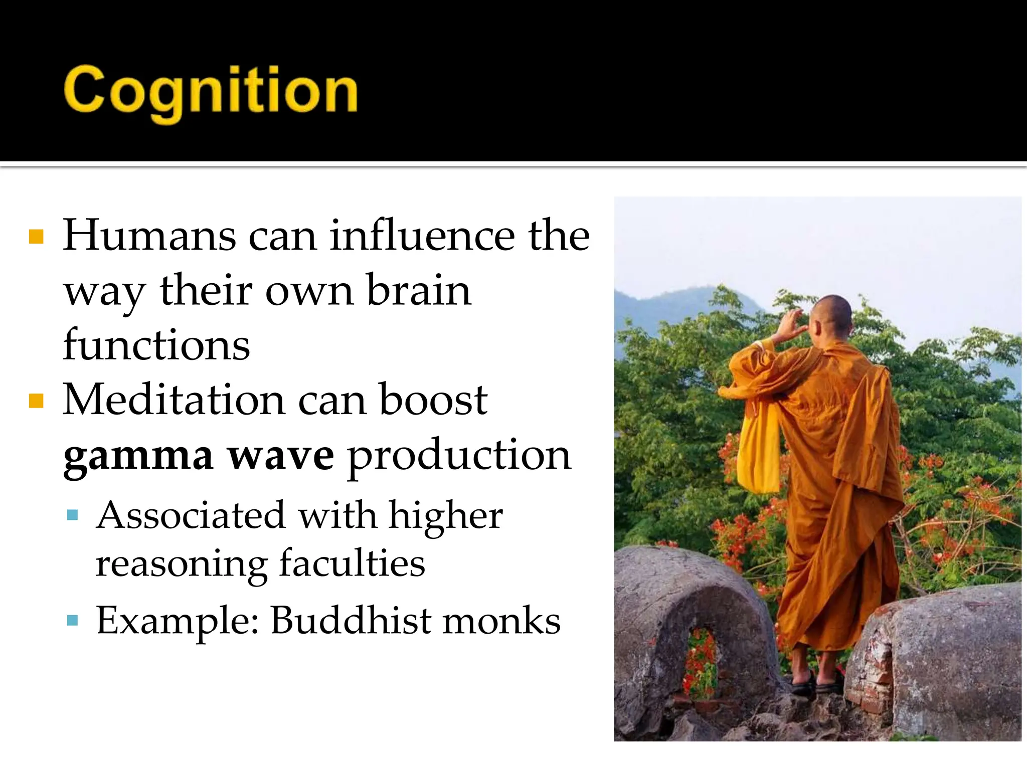 IB Psychology The Biological Level of Analysis.pptx