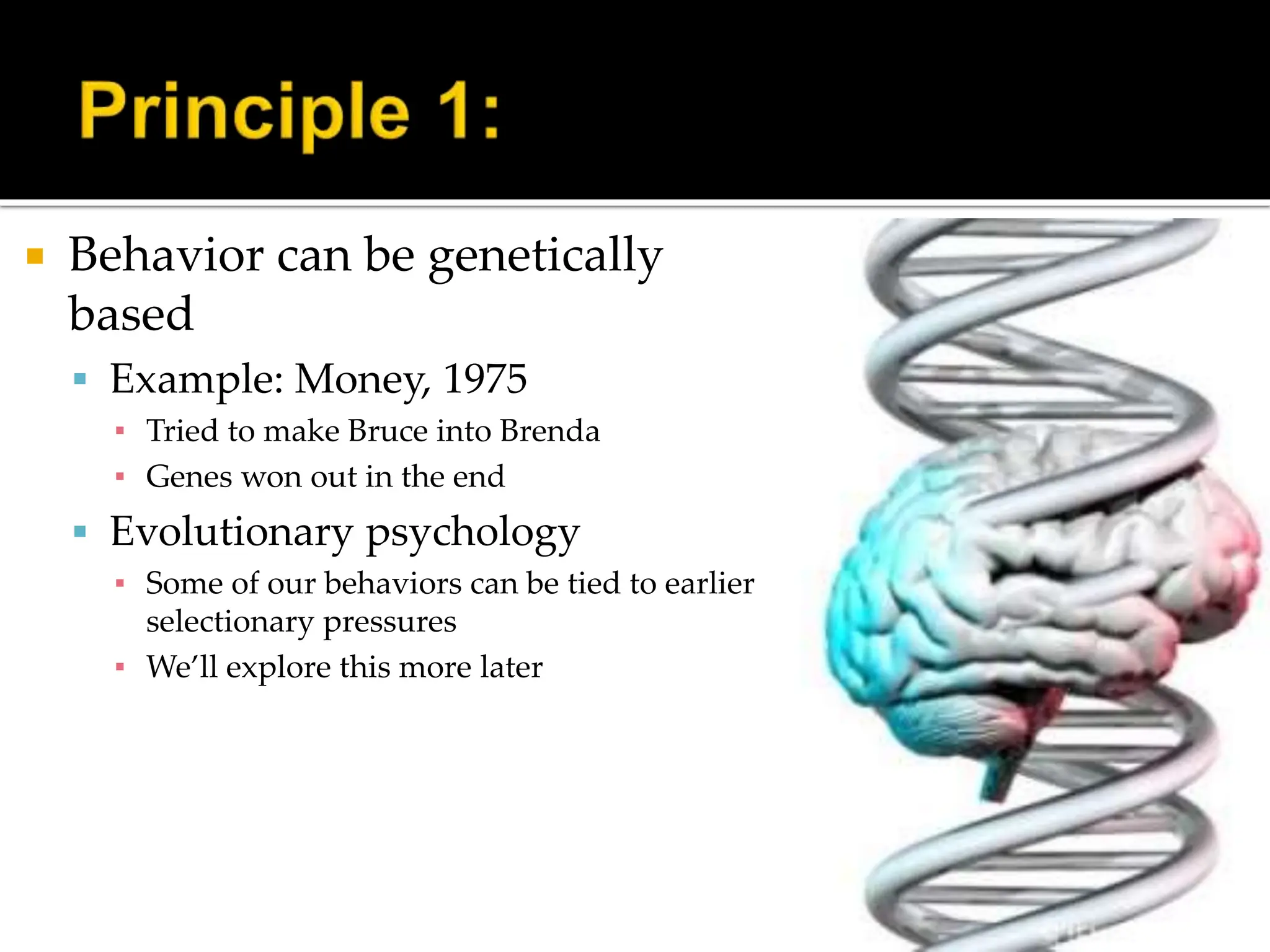 IB Psychology The Biological Level of Analysis.pptx