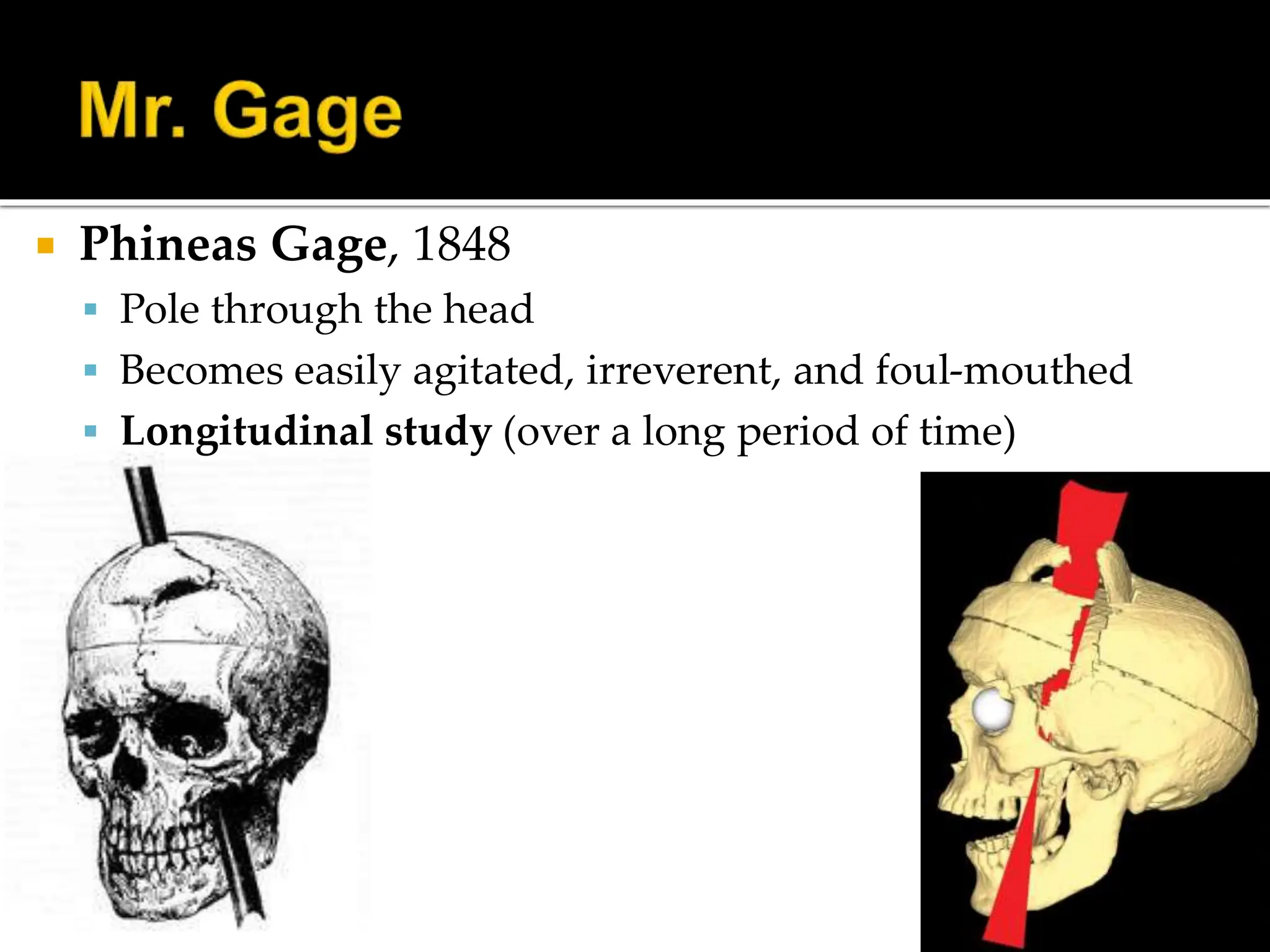 IB Psychology The Biological Level of Analysis.pptx
