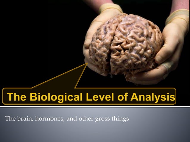 IB Psychology The Biological Level of Analysis.pptx