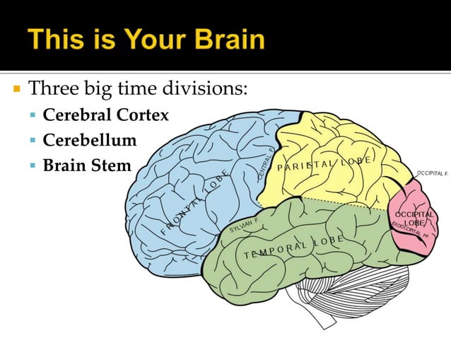 IB Psychology The Biological Level of Analysis.pptx