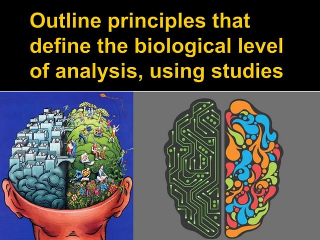 IB Psychology The Biological Level of Analysis.pptx