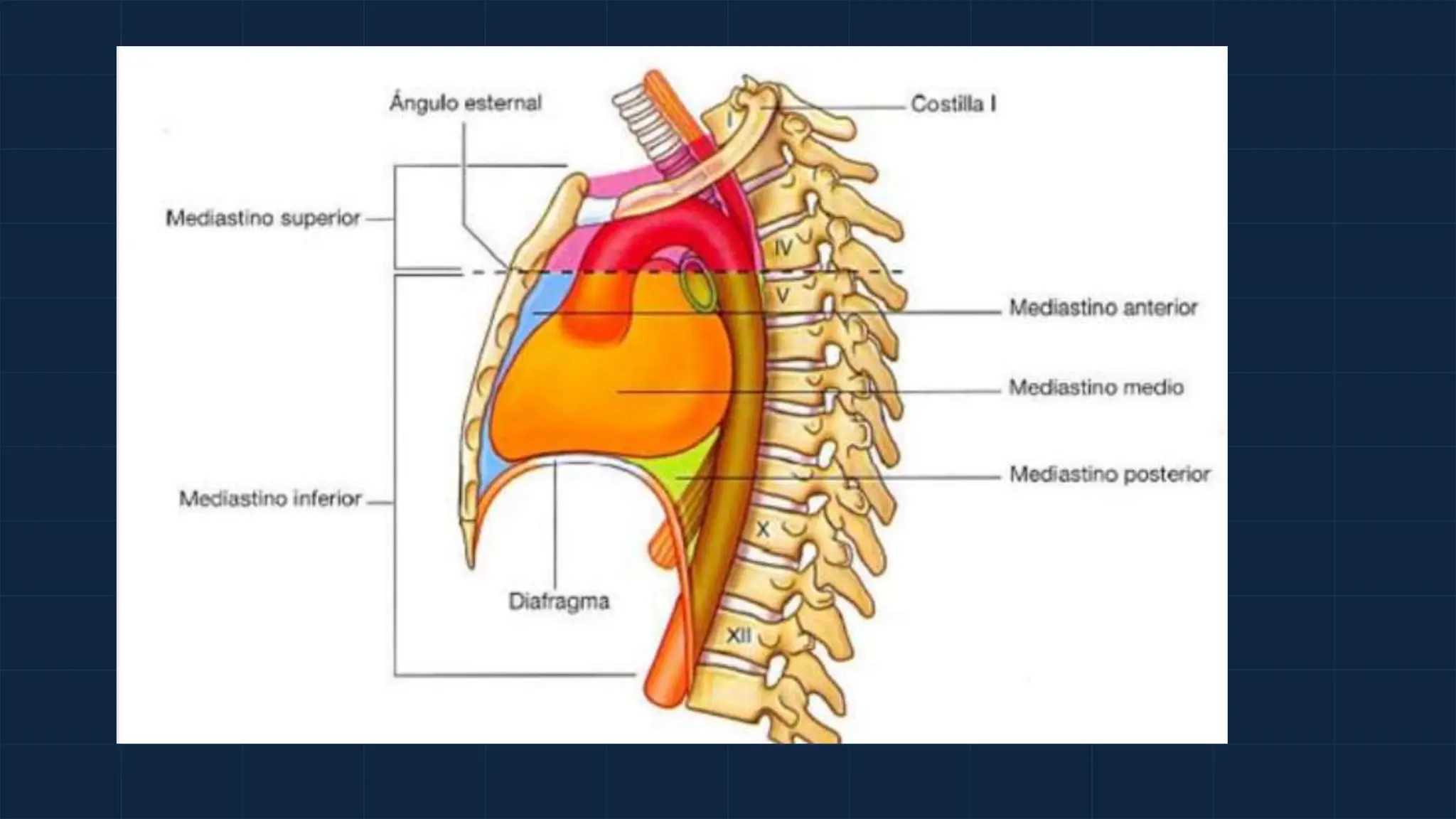 IMAGENOLOGIA DE TORAX EN DIFERENTES PROYECCIOENS | PPTX