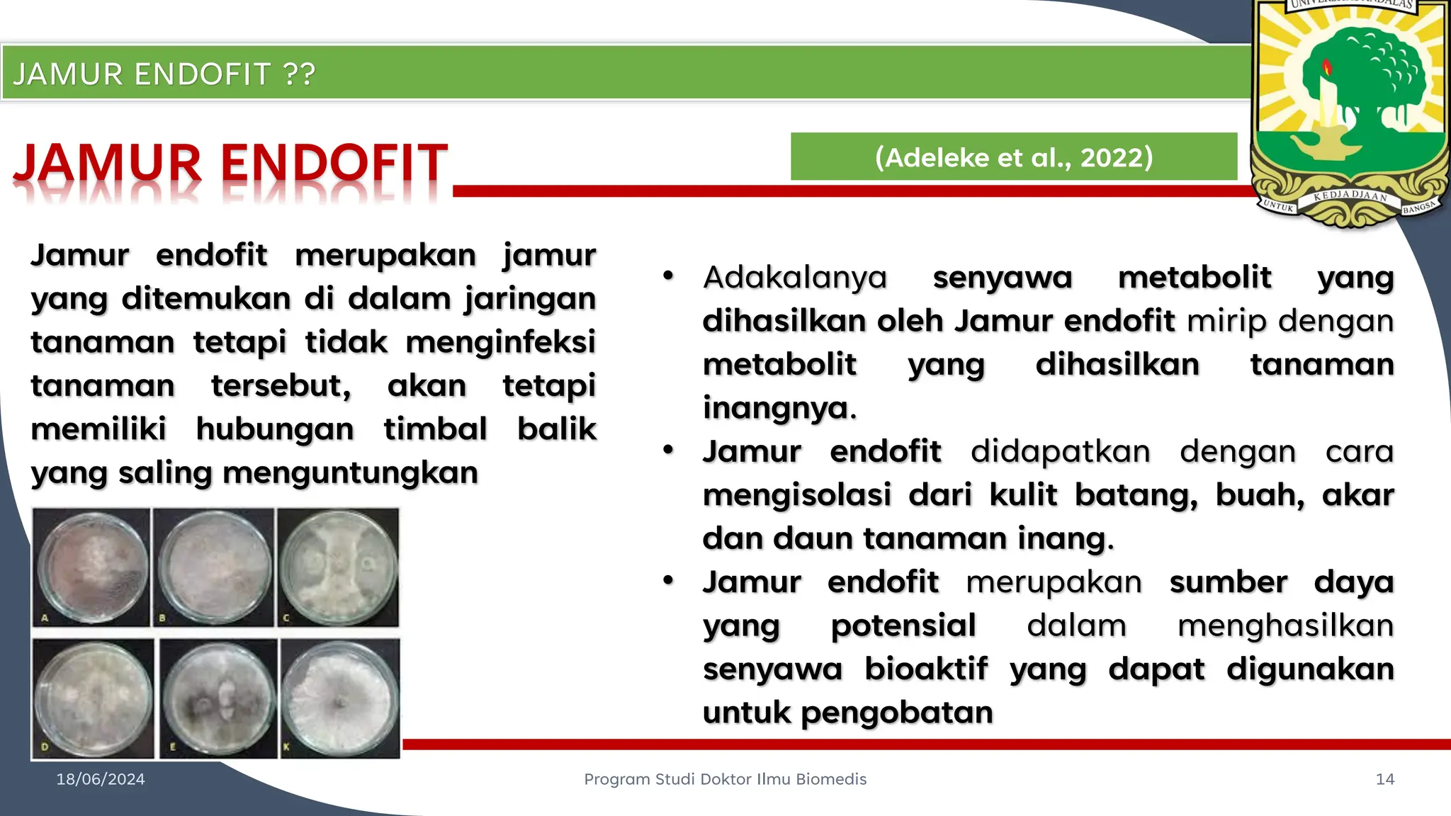 SENYAWA ANTIBAKTERI DARI JAMUR ENDOFIT TANAMAN OBAT (Kajian Penelitian ...