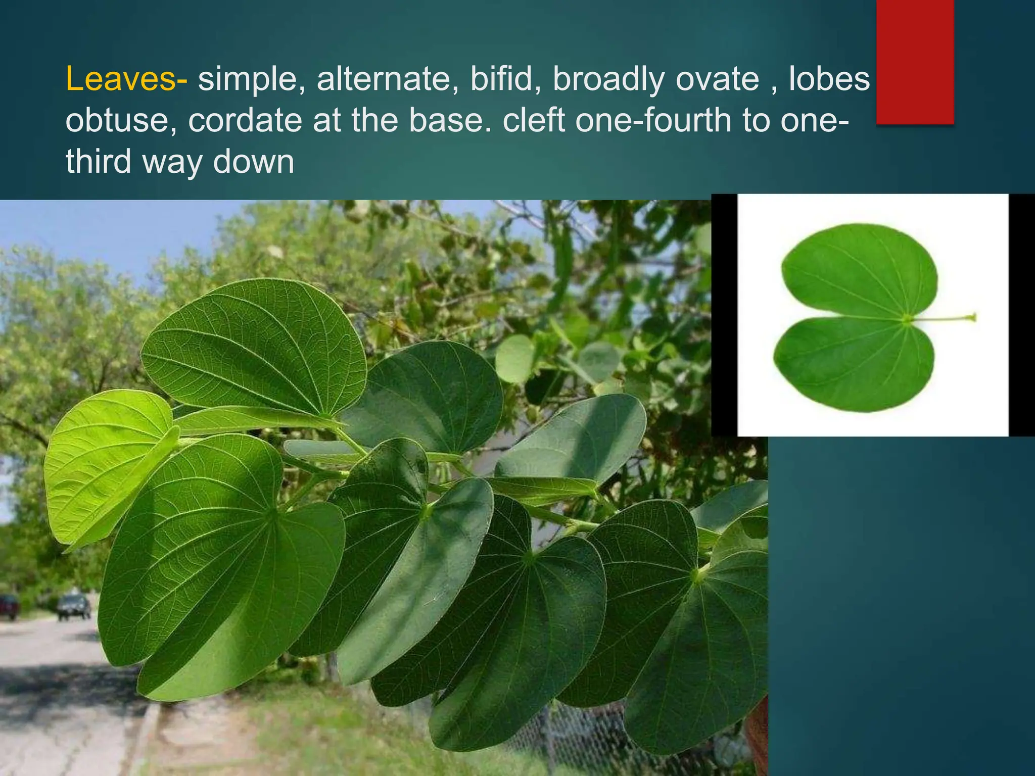 3. kanchnara is a medium sized tree. It has many therapeutic uses | PPTX